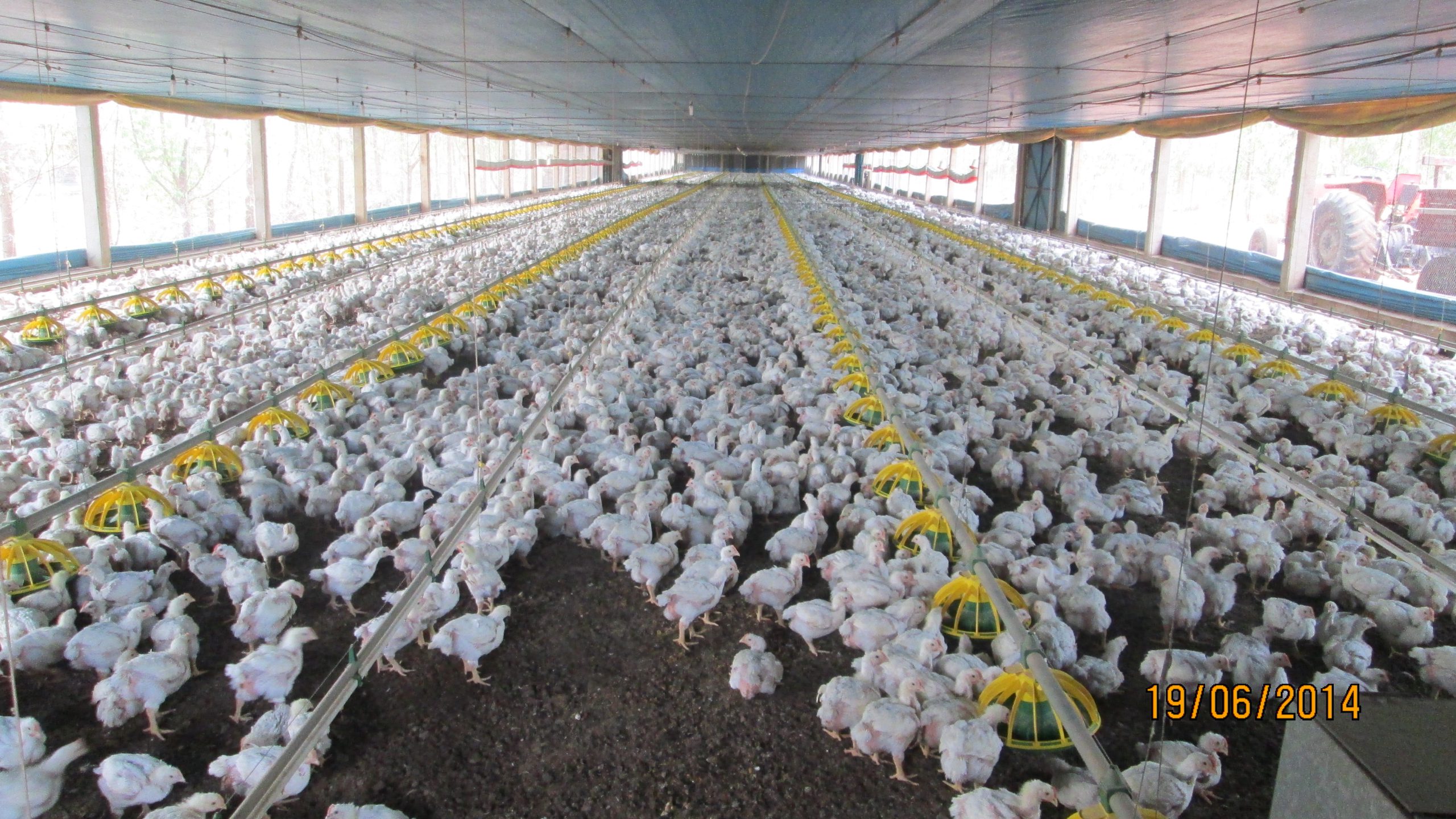 Aviários Palmeiras – GO – Infiniti Construtora